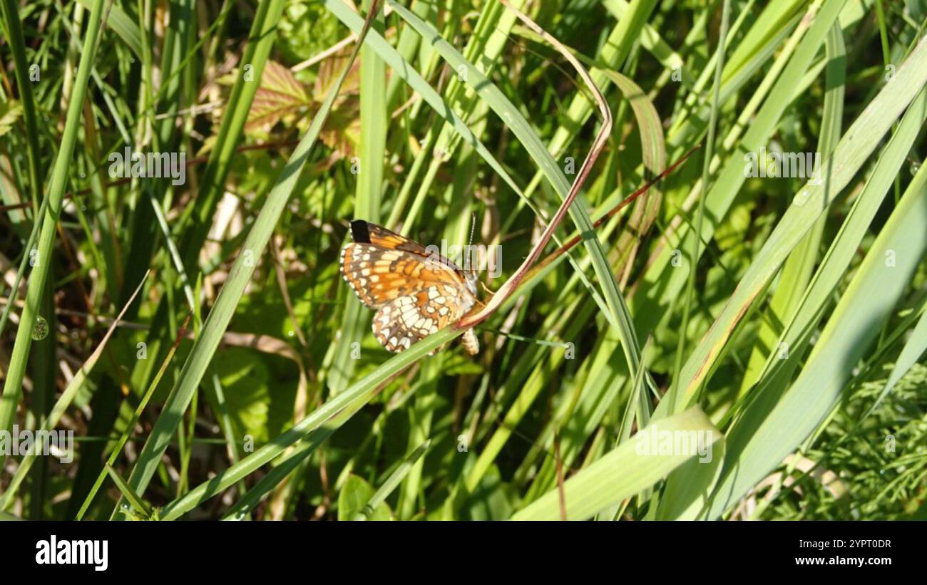Chlosyne harrisii hi-res stock photography and images - Alamy