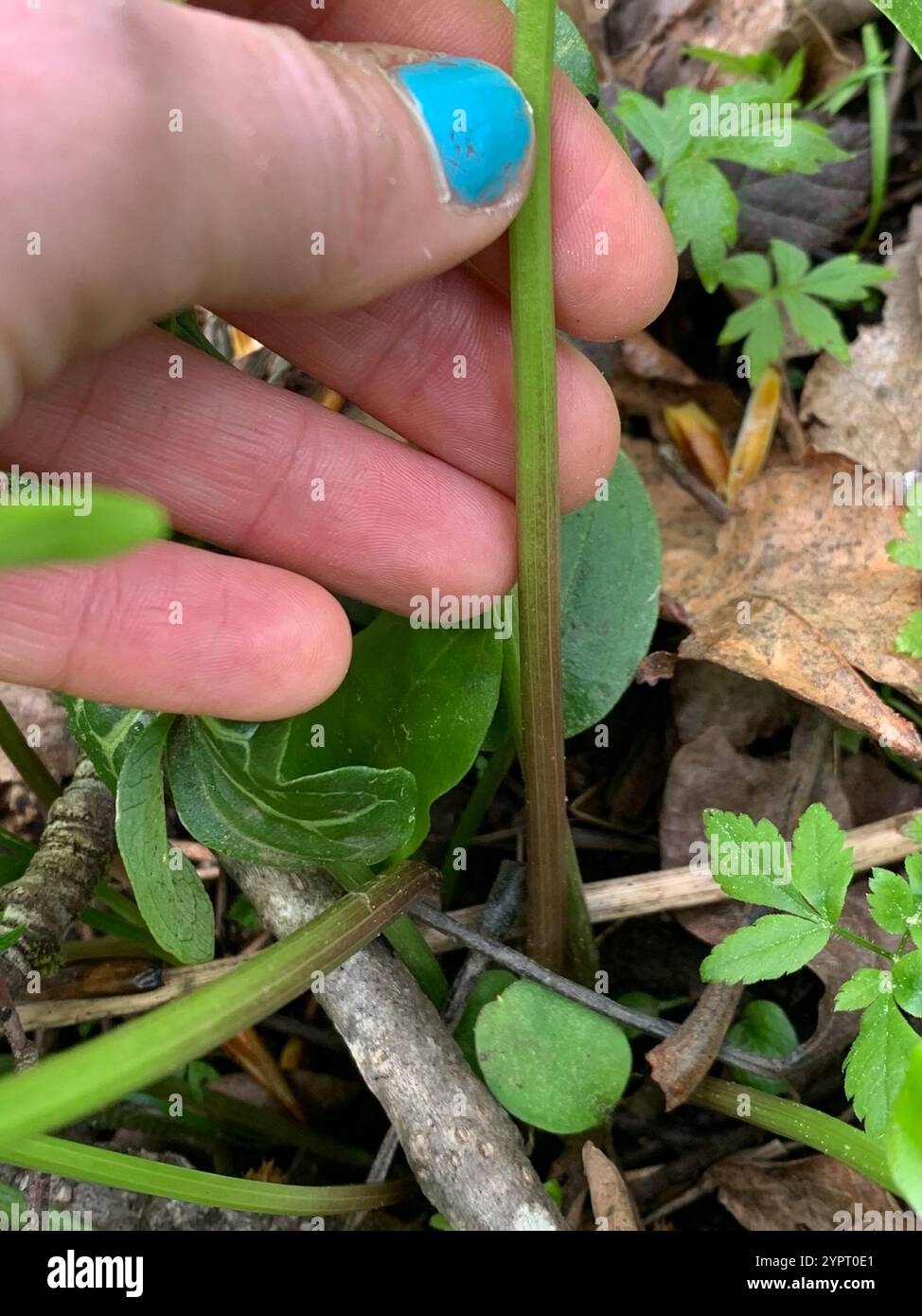 Italian arum (Arum italicum Stock Photo - Alamy