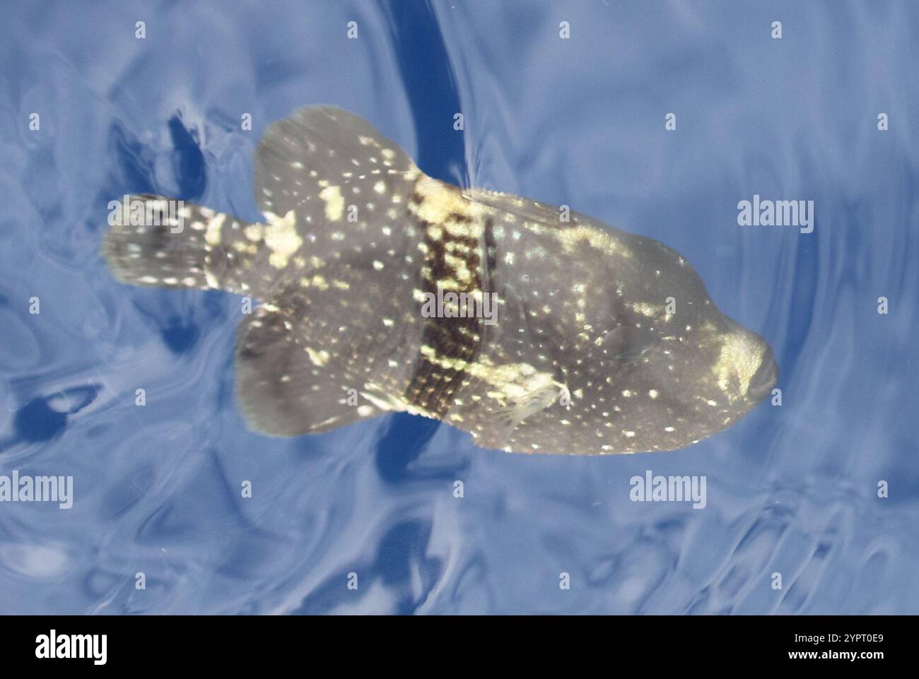 Spotted Oceanic Triggerfish (Canthidermis maculata Stock Photo - Alamy