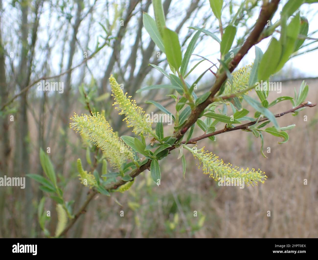 Almond Willow (Salix triandra Stock Photo - Alamy