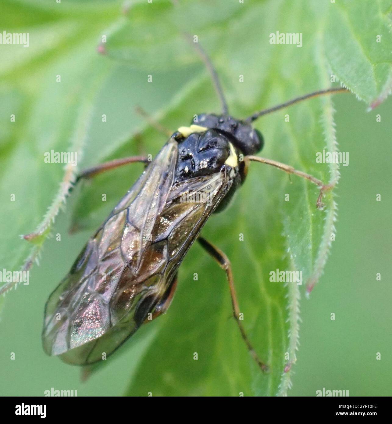 Common Sawflies (Tenthredinidae Stock Photo - Alamy