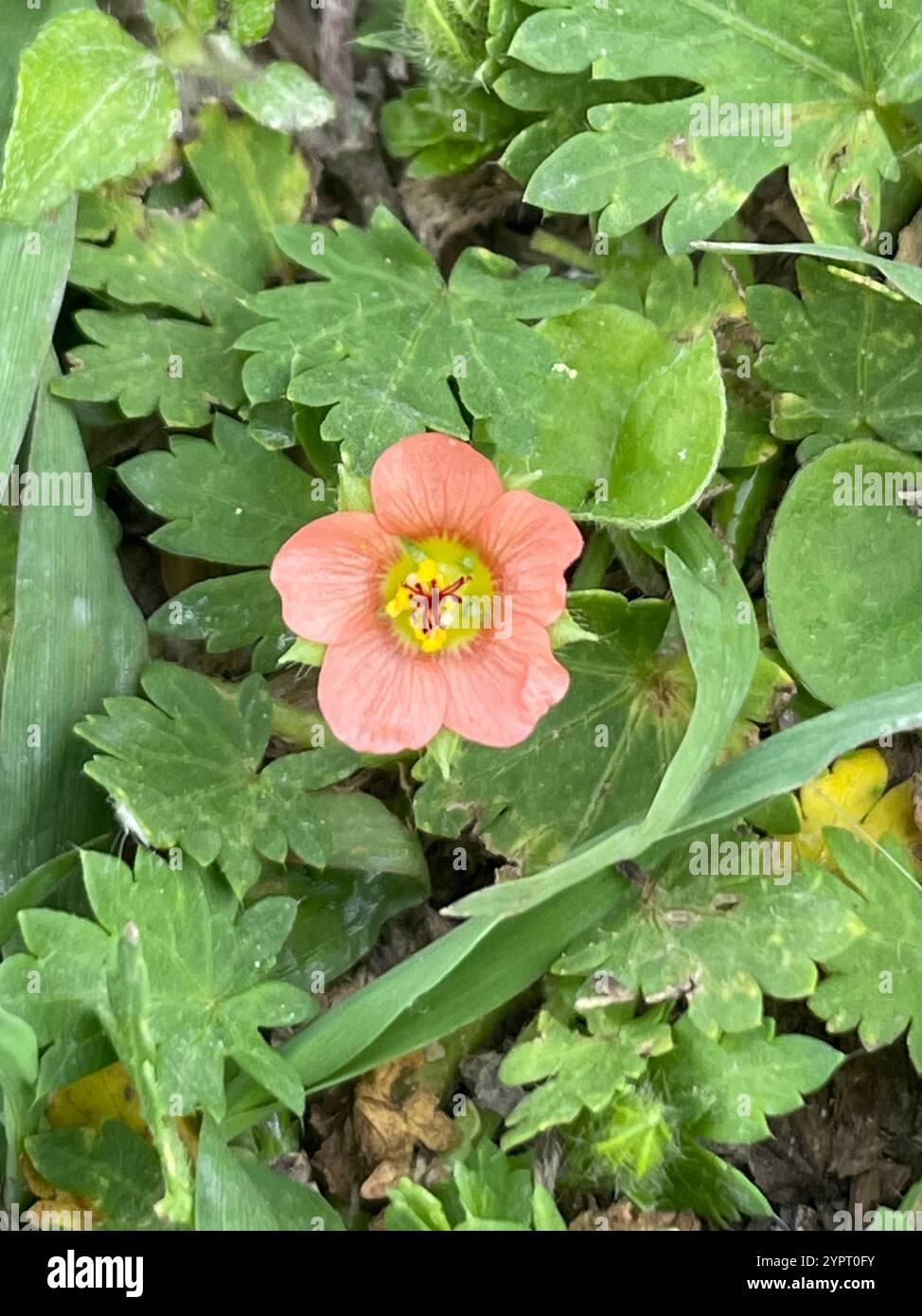Carolina Bristlemallow (Modiola caroliniana Stock Photo - Alamy
