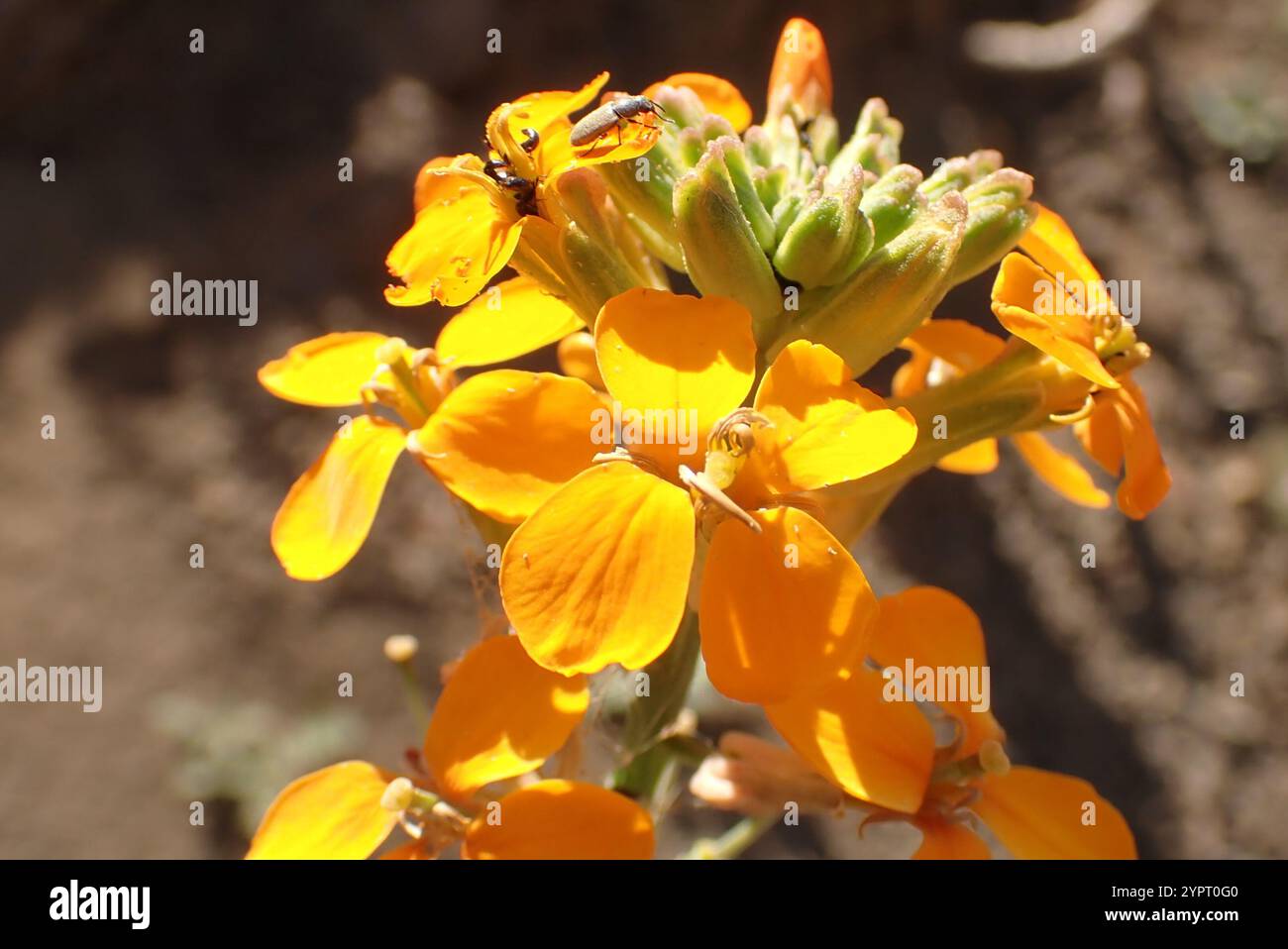 Western Wallflower (Erysimum capitatum Stock Photo - Alamy