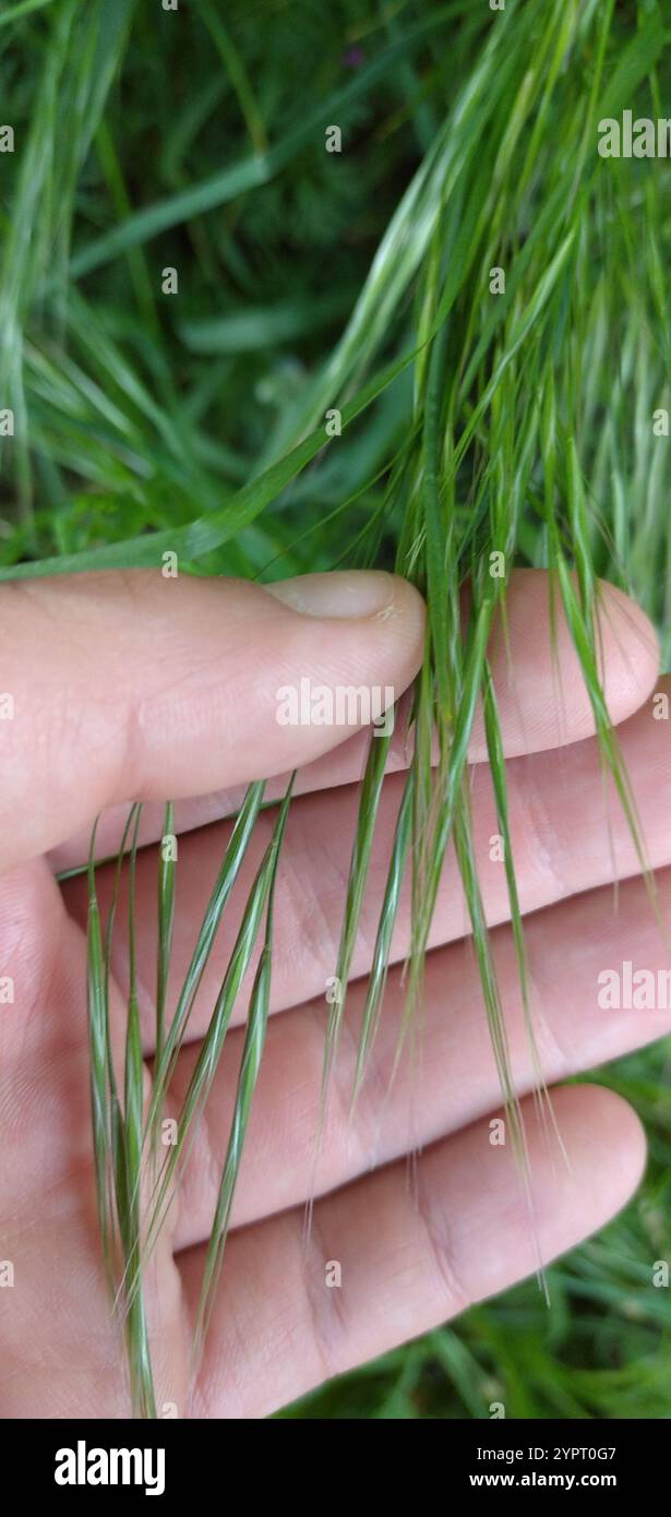 Cheatgrass (Bromus tectorum Stock Photo - Alamy