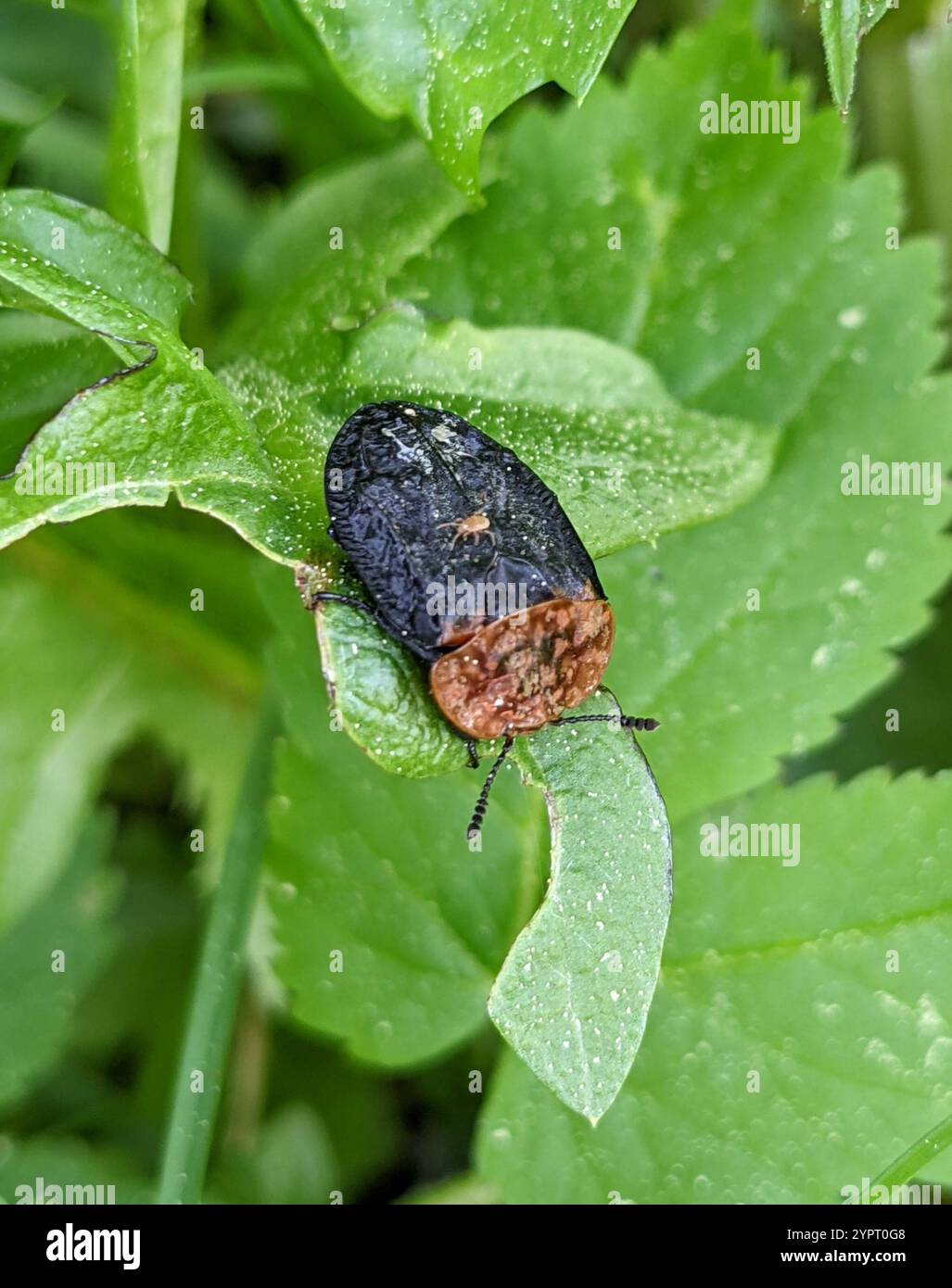 Red-breasted Carrion Beetle (Oiceoptoma thoracicum Stock Photo - Alamy