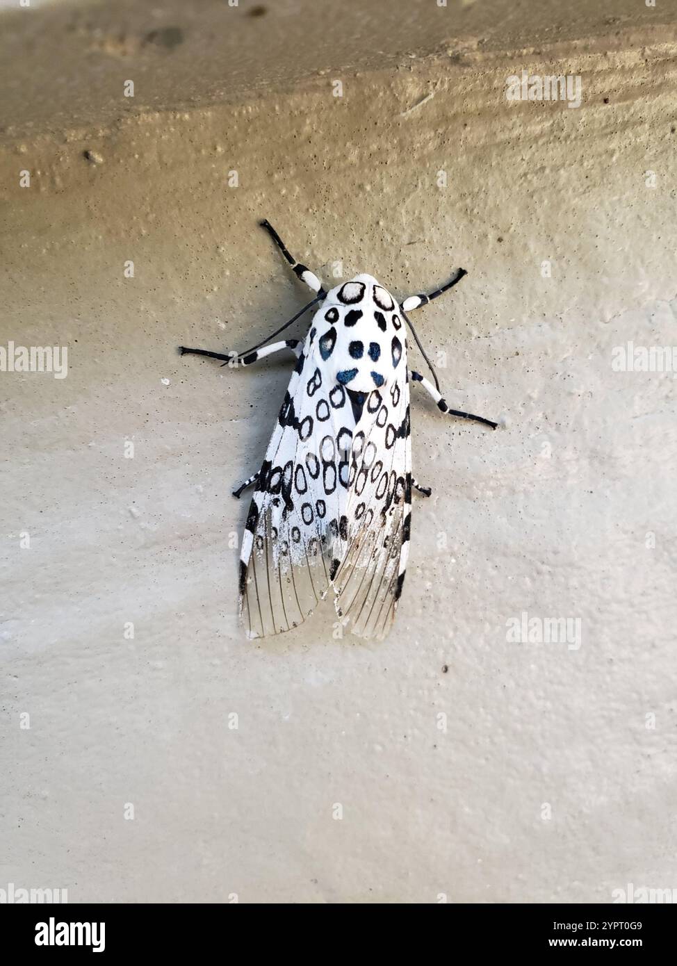 Giant Leopard Moth (Hypercompe scribonia Stock Photo - Alamy