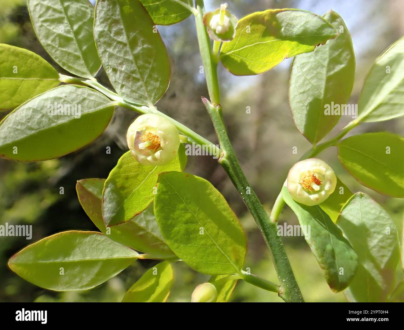 Red Huckleberry (Vaccinium parvifolium Stock Photo - Alamy