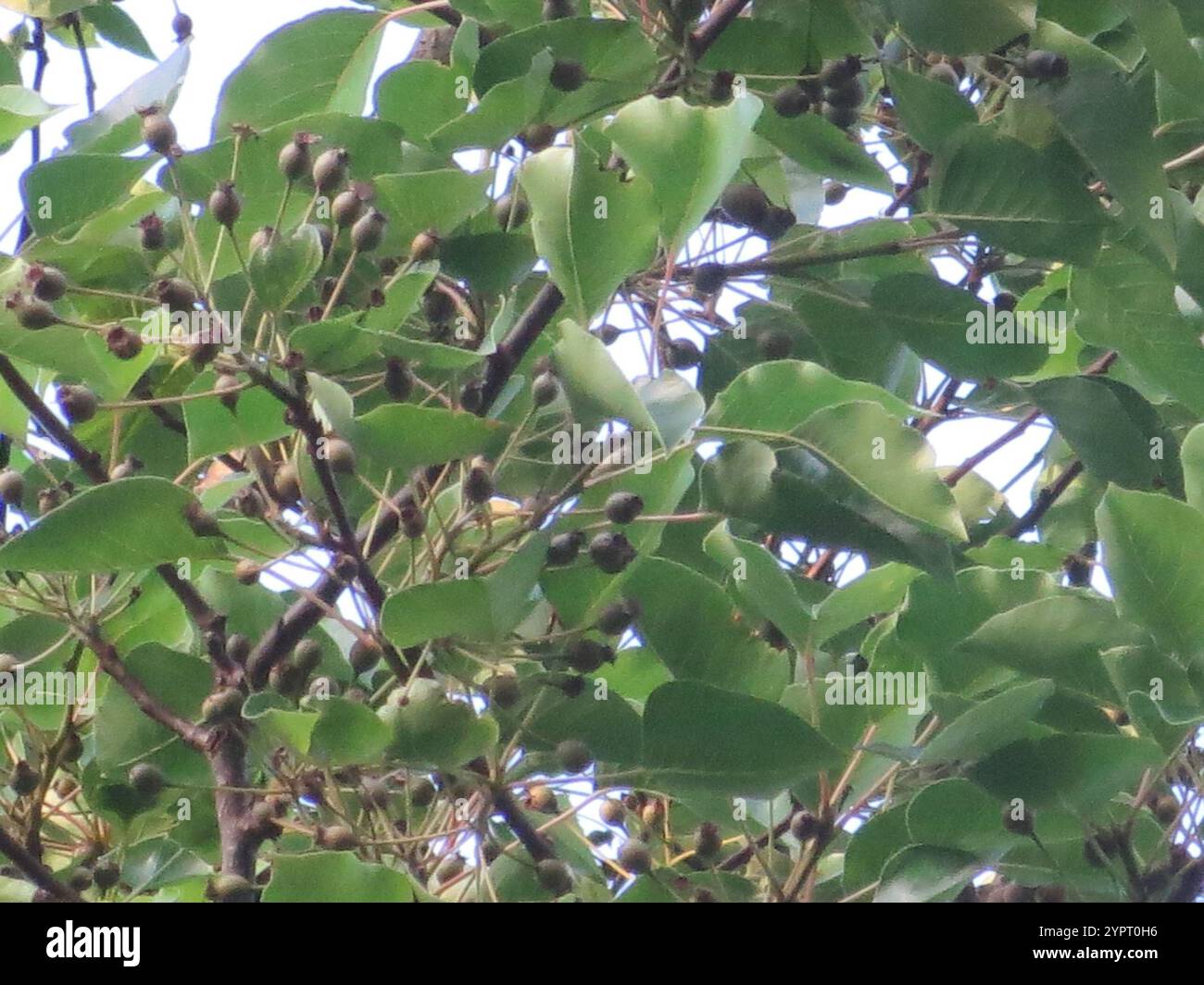 Callery pear (Pyrus calleryana Stock Photo - Alamy