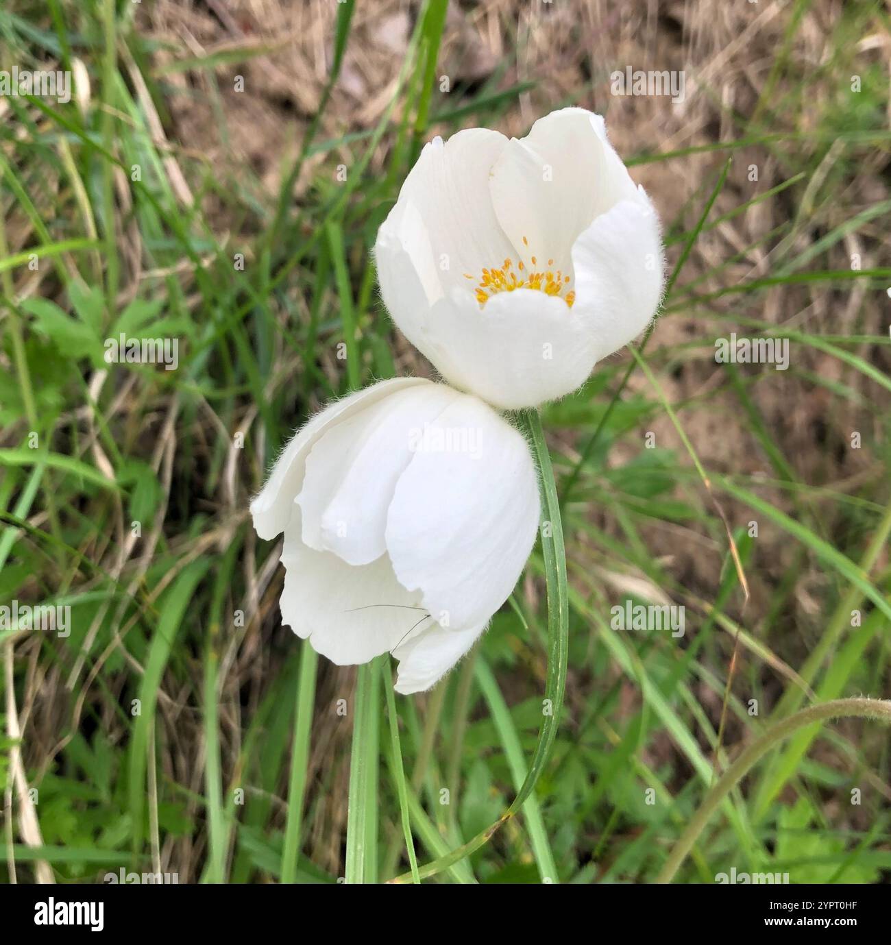 Snowdrop Anemone (Anemonoides sylvestris Stock Photo - Alamy
