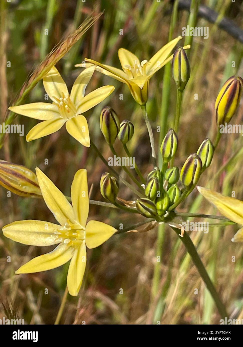 golden brodiaea (Triteleia ixioides ixioides Stock Photo - Alamy