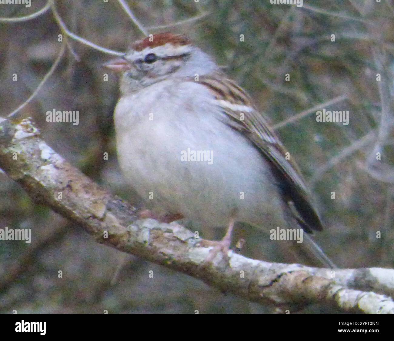Chipping Sparrow (Spizella passerina Stock Photo - Alamy