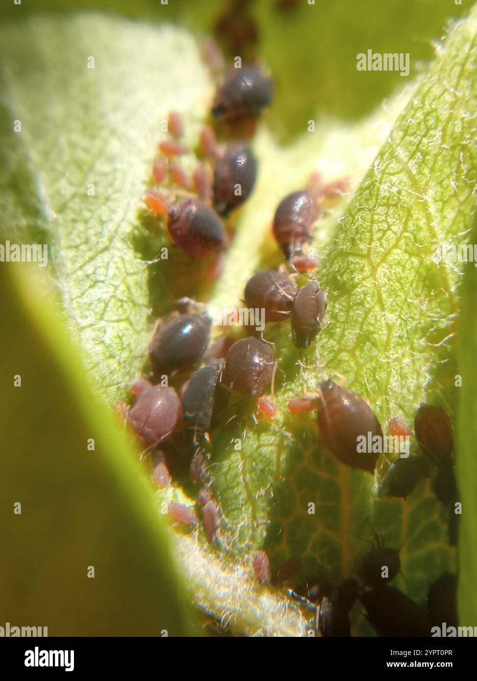 Pear-grass Aphid (Melanaphis pyraria Stock Photo - Alamy