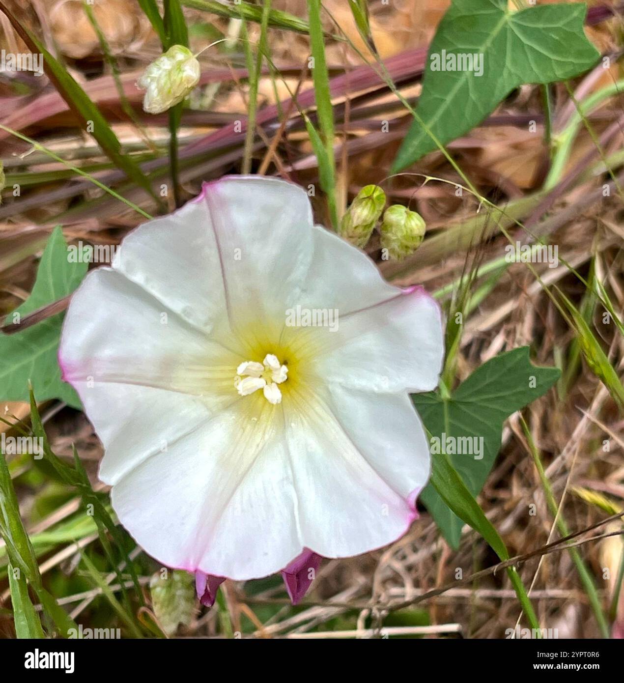 Pacific false bindweed (Calystegia purpurata purpurata Stock Photo - Alamy