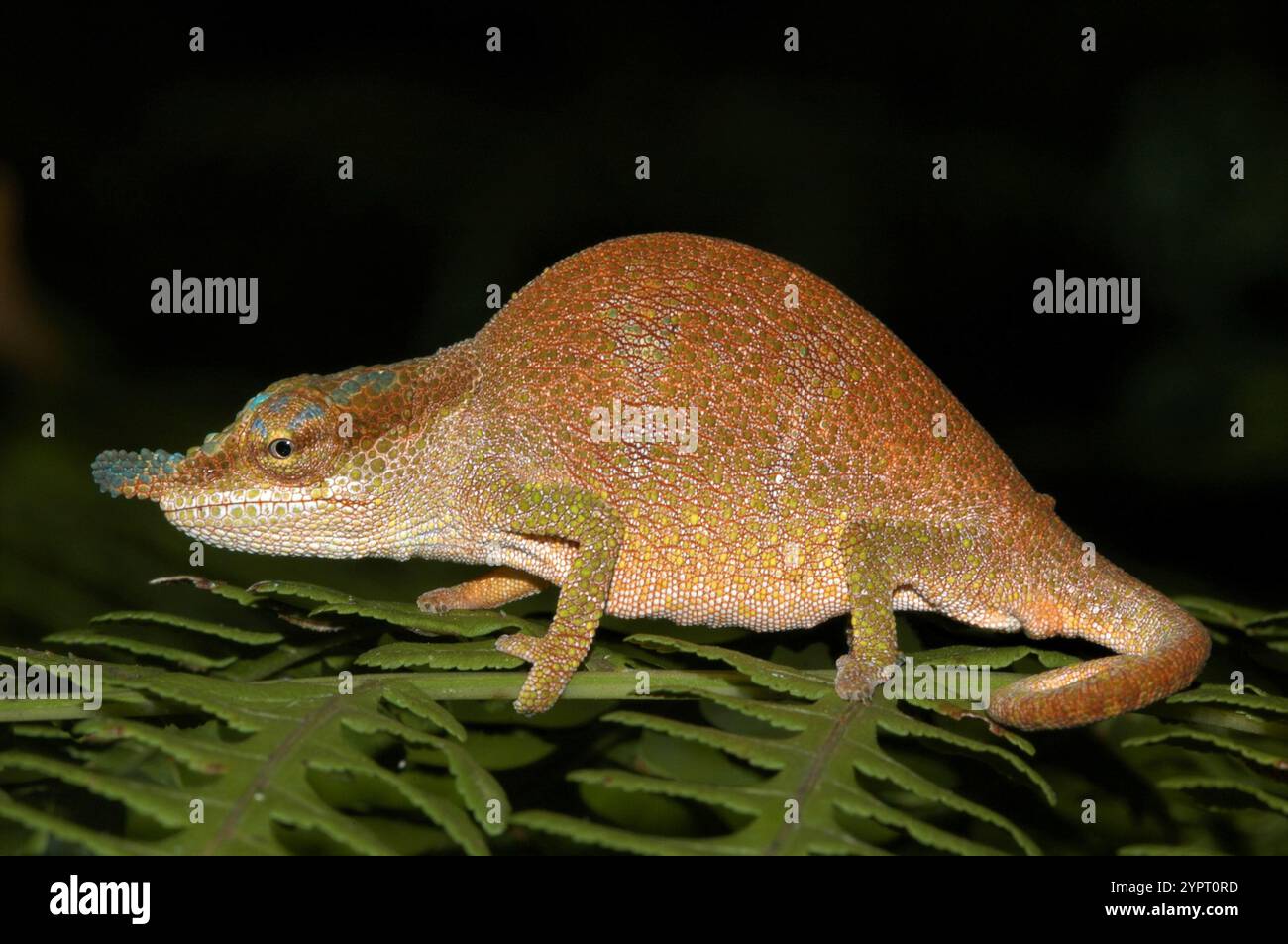 Mount Amber Blue-nosed Chameleon (Calumma linotum Stock Photo - Alamy