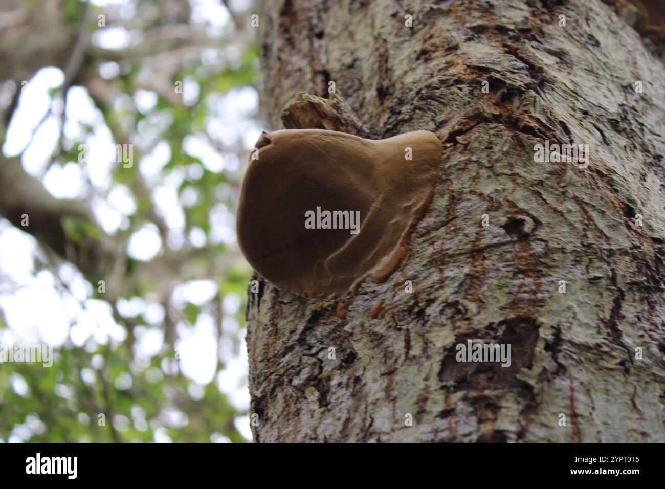 Willow Bracket (Phellinus igniarius Stock Photo - Alamy