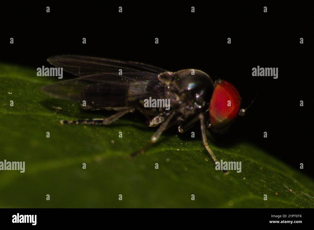 Flat-footed Flies (Platypezidae Stock Photo - Alamy