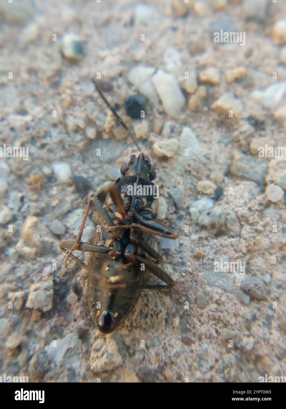 bright-spotted groundbug (Rhyparochromus vulgaris Stock Photo - Alamy