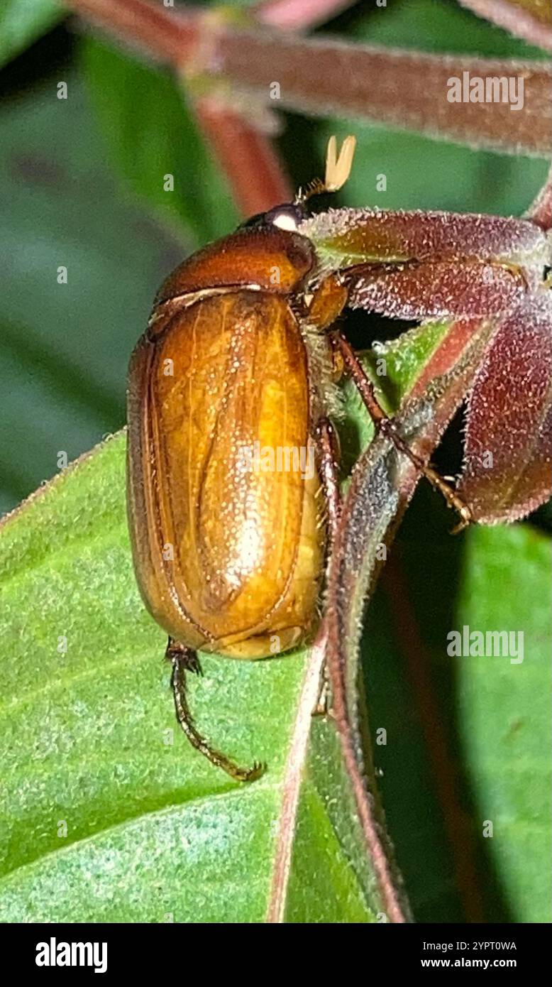 May Beetles (Phyllophaga Stock Photo - Alamy