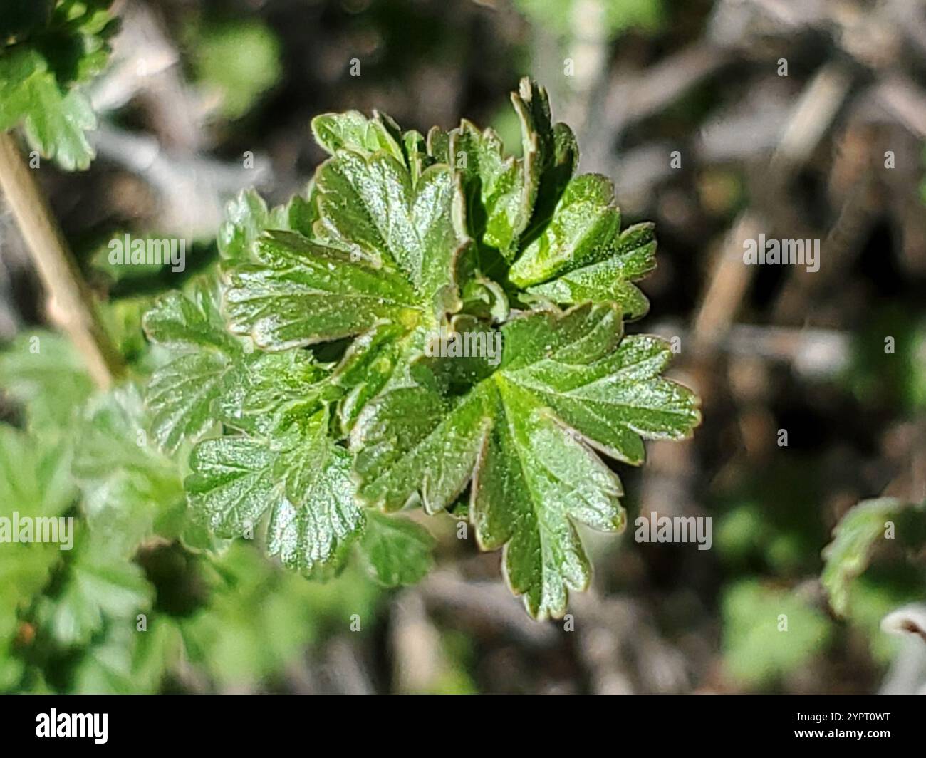 white-stemmed gooseberry (Ribes inerme Stock Photo - Alamy