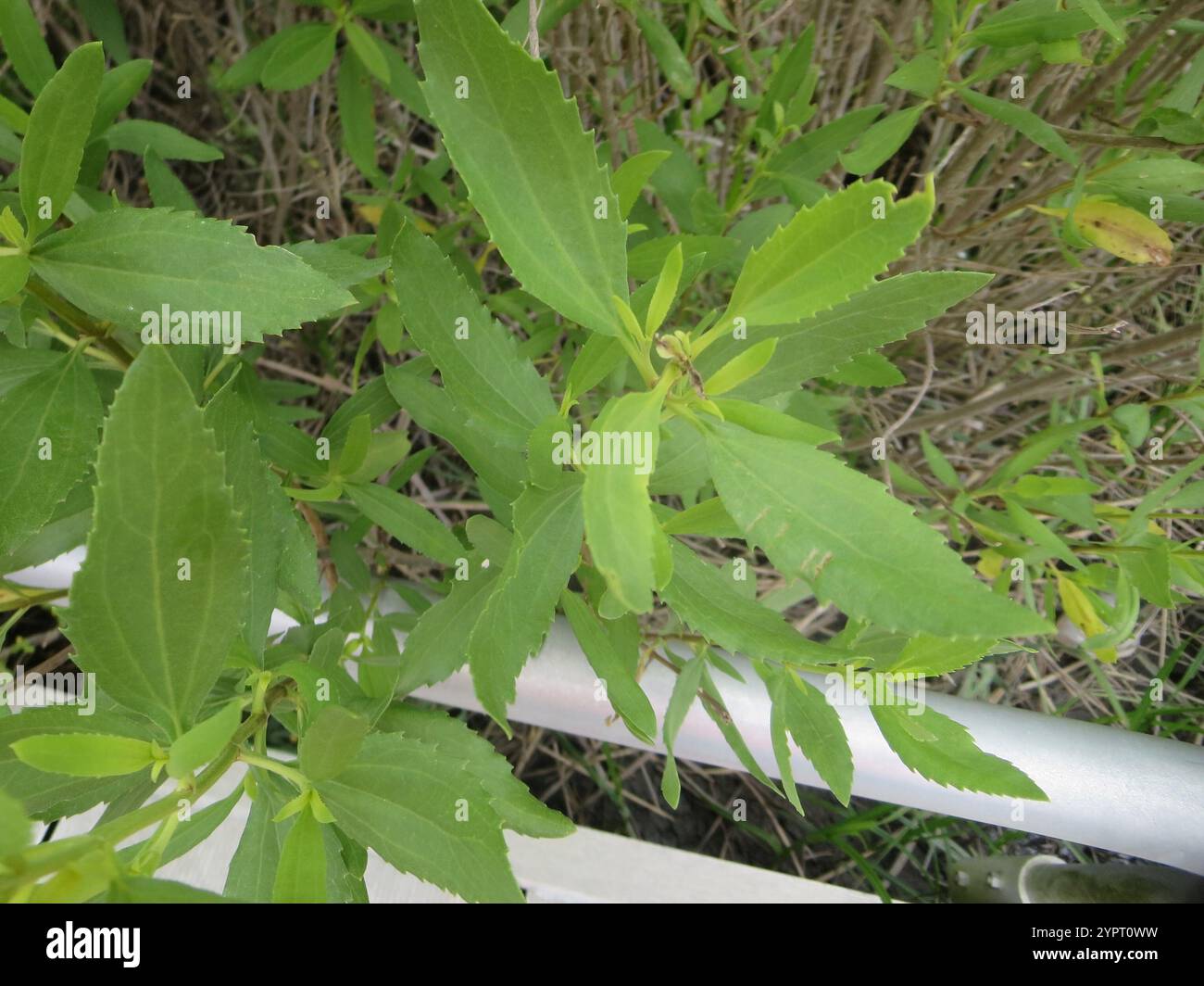marsh elder (Iva frutescens Stock Photo - Alamy