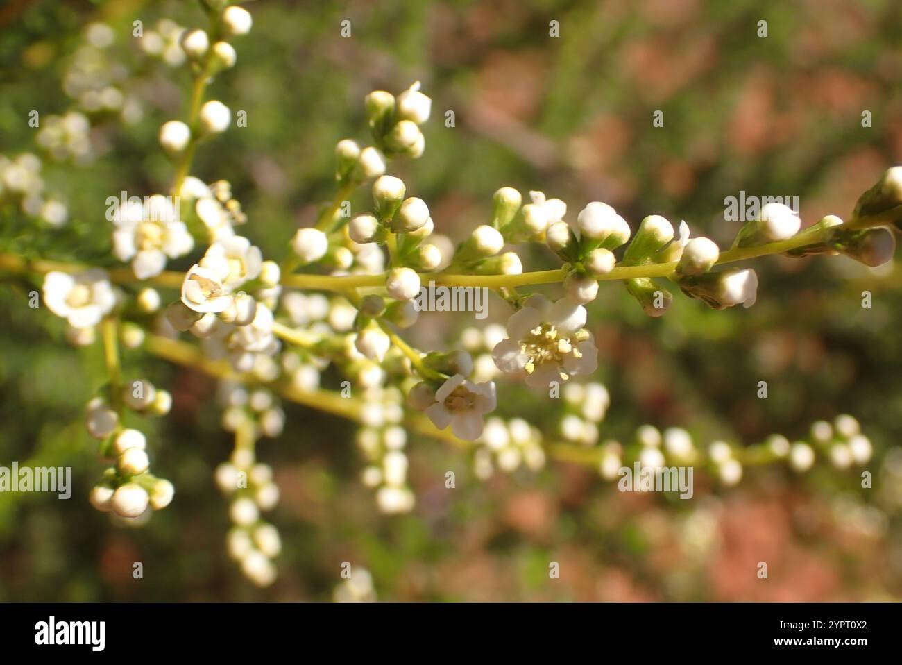 chamise (Adenostoma fasciculatum Stock Photo - Alamy