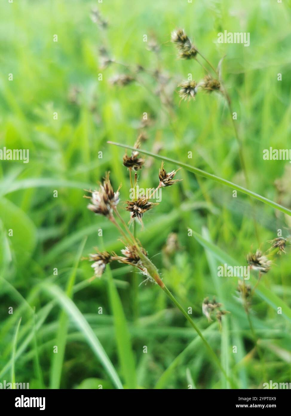 Field woodrush (Luzula campestris Stock Photo - Alamy
