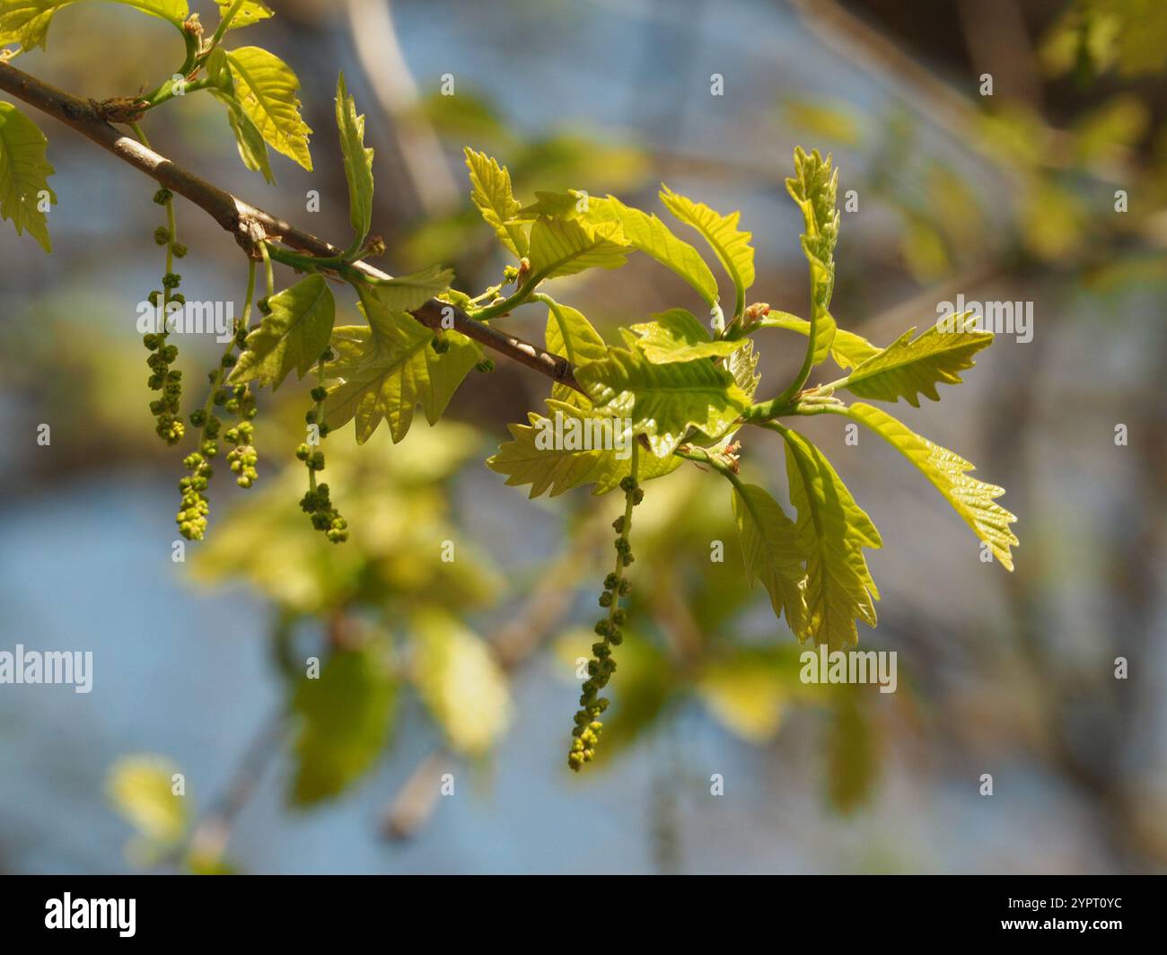 swamp white oak (Quercus bicolor Stock Photo - Alamy