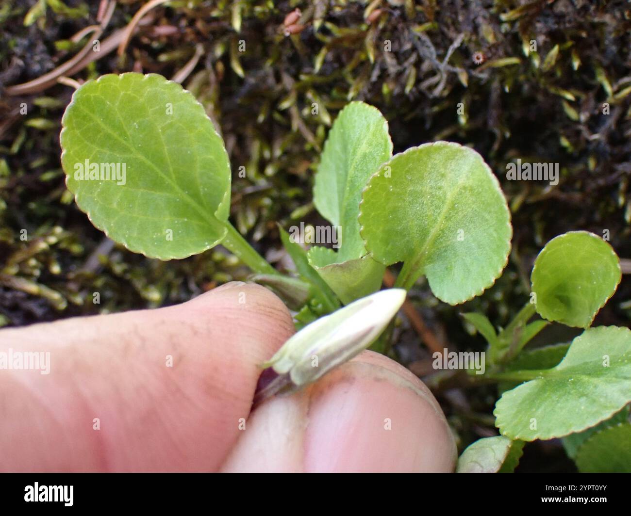 hookedspur violet (Viola adunca Stock Photo - Alamy