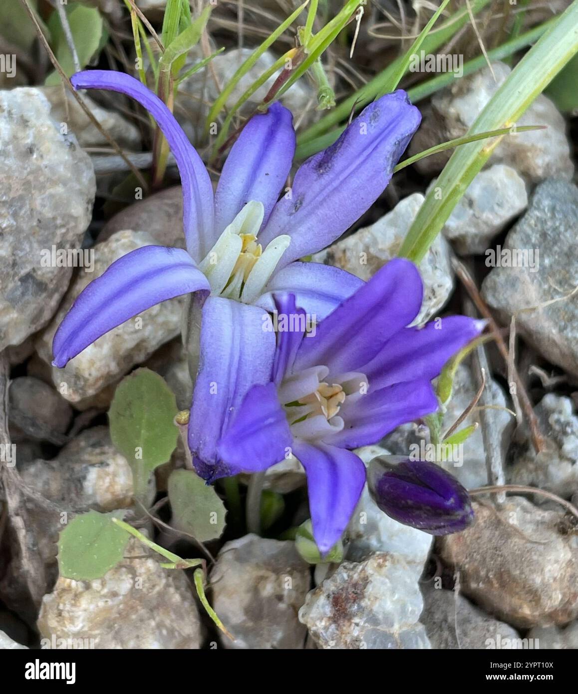 Dwarf Brodiaea (Brodiaea terrestris Stock Photo - Alamy