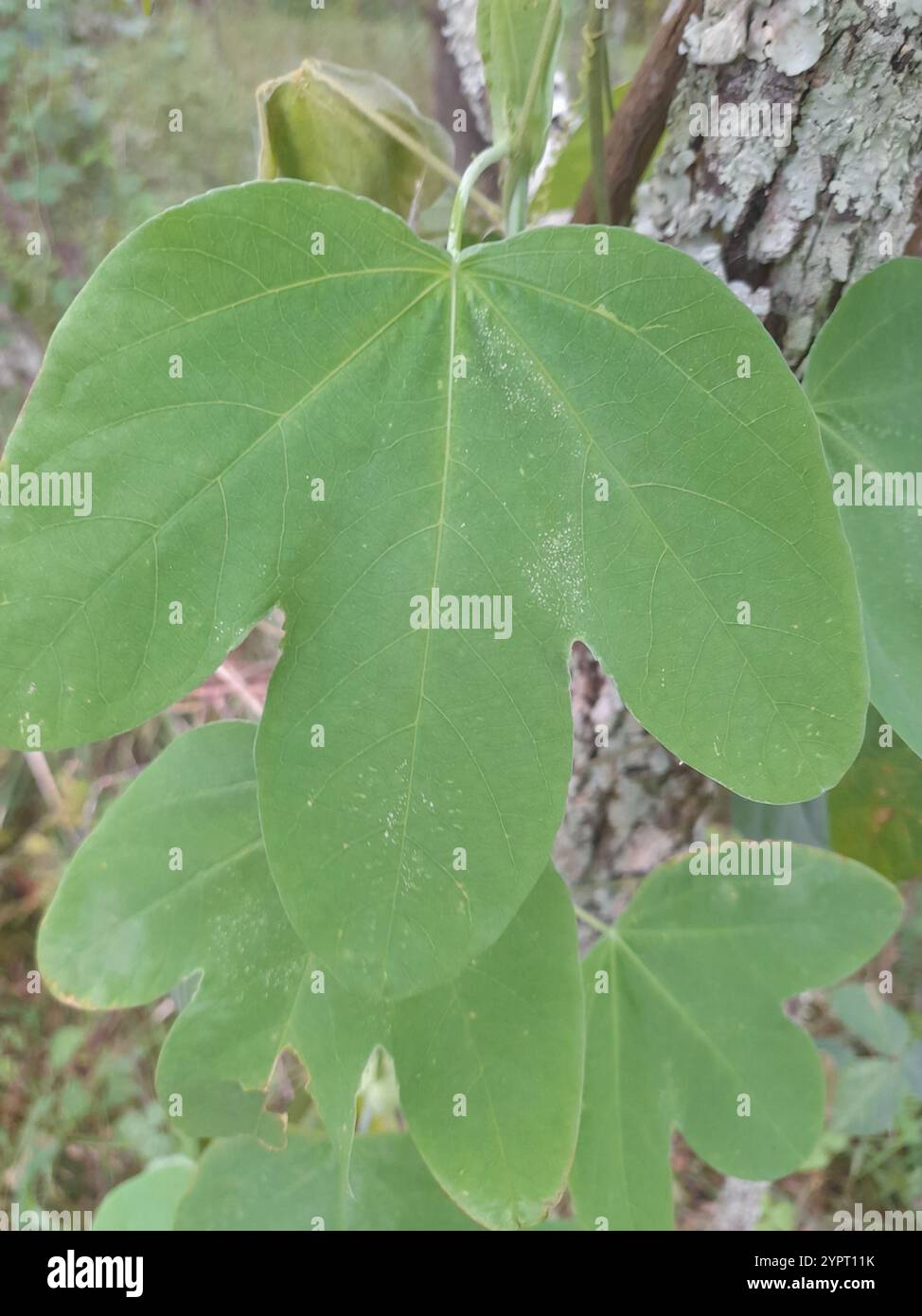 white passionflower (Passiflora subpeltata Stock Photo - Alamy