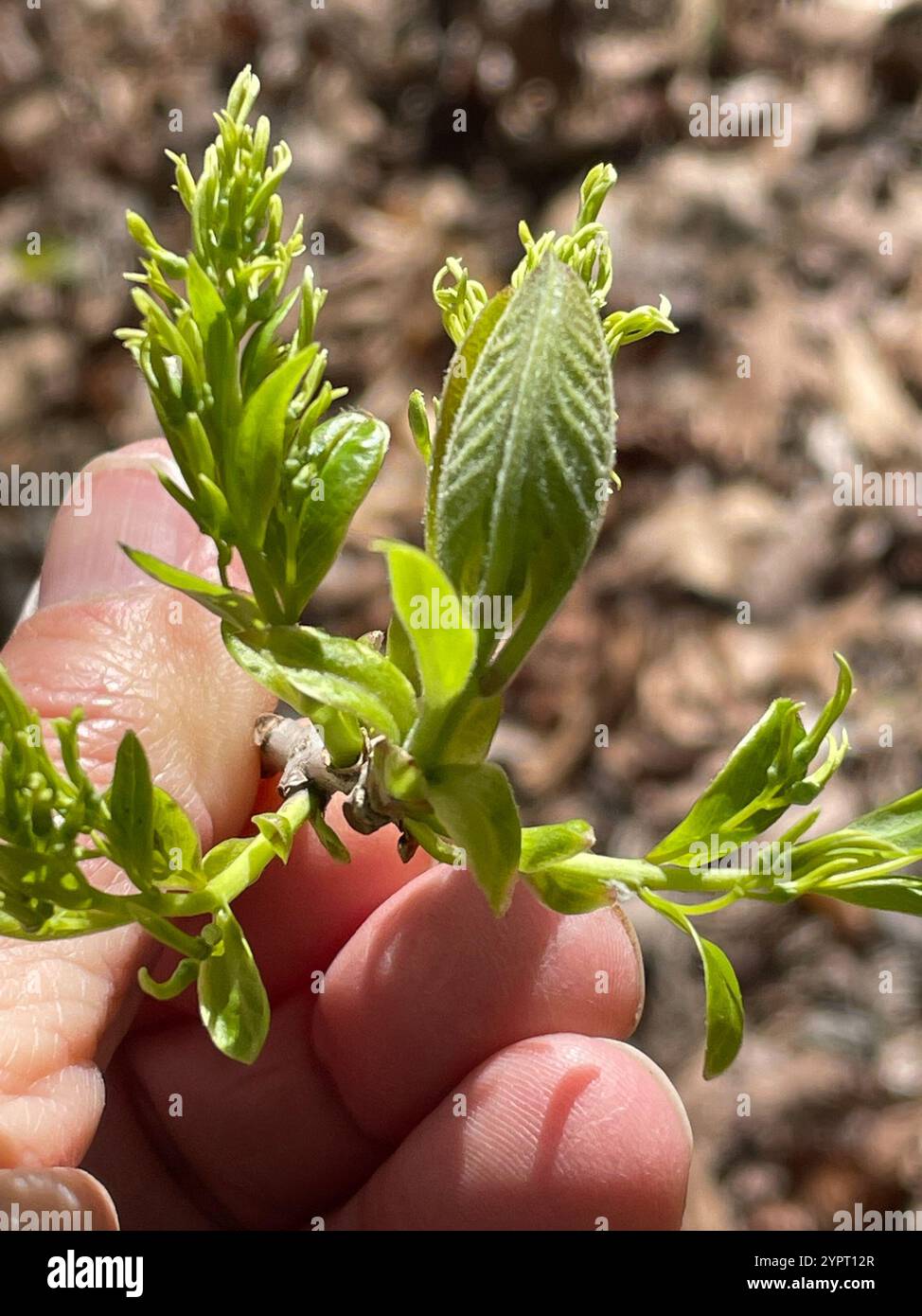 white fringetree (Chionanthus virginicus Stock Photo - Alamy