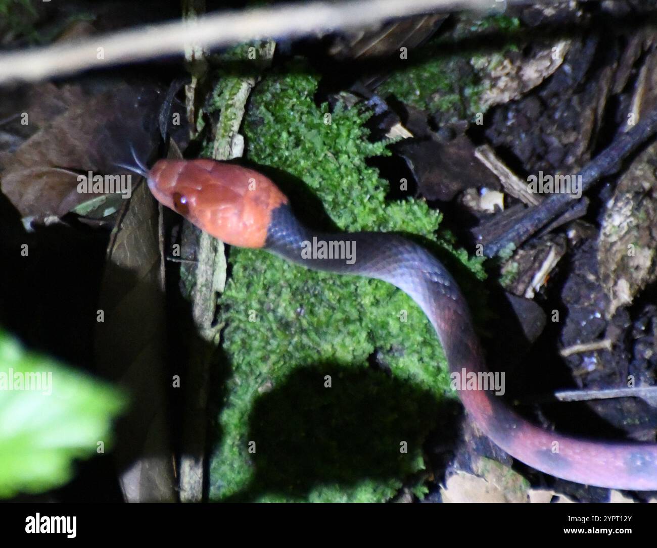 Tropical Flat Snake (Siphlophis compressus Stock Photo - Alamy
