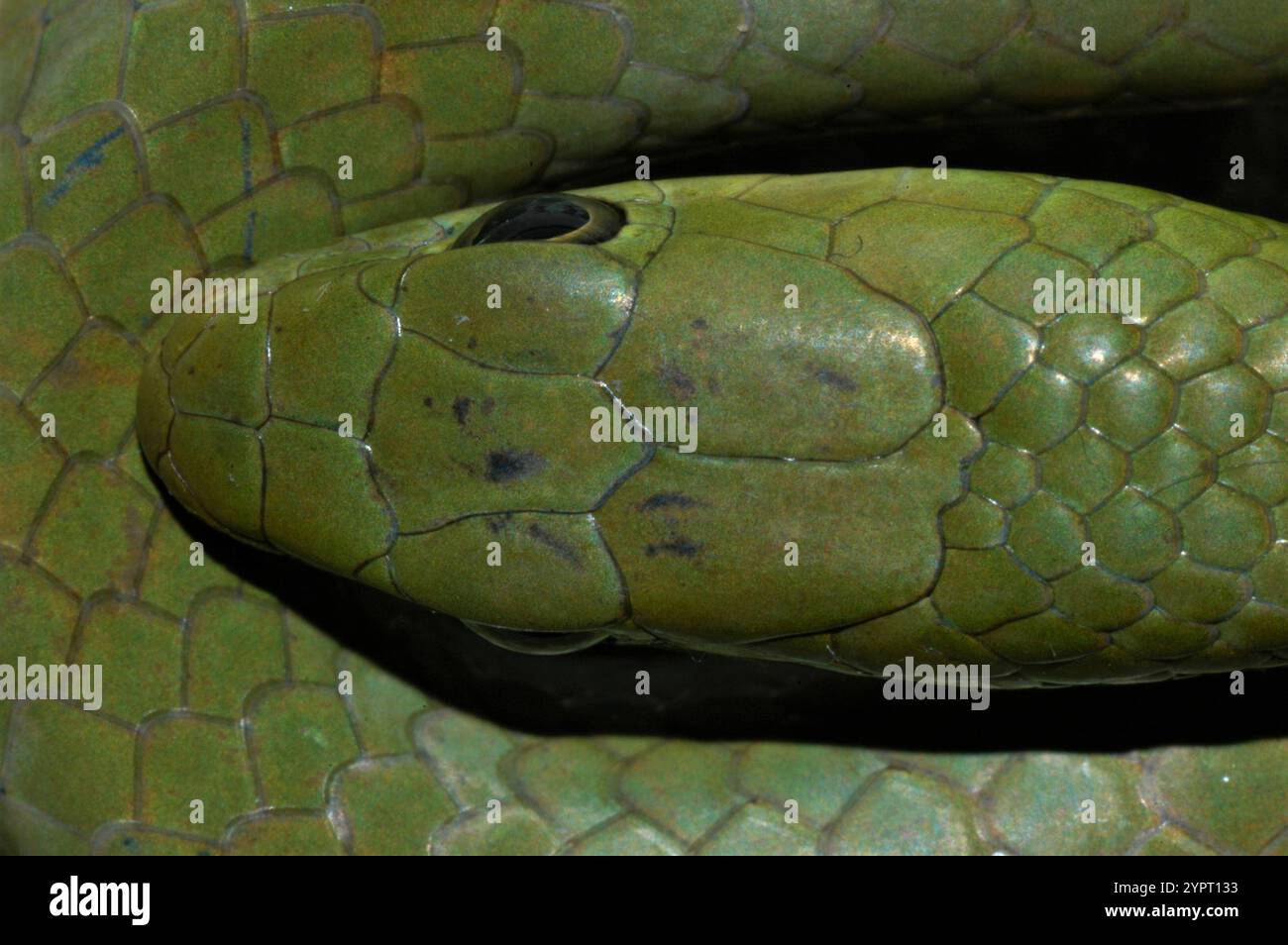 Green Water Snake (Philothamnus hoplogaster Stock Photo - Alamy