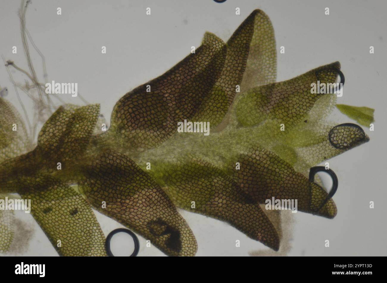 Jungermannia hi-res stock photography and images - Alamy