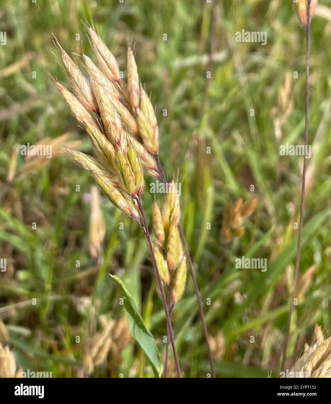 common soft brome (Bromus hordeaceus Stock Photo - Alamy
