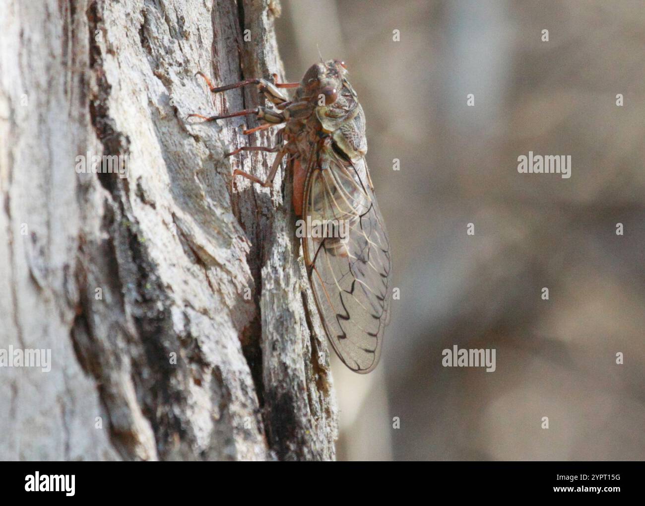 Razor Grinder (Henicopsaltria eydouxii Stock Photo - Alamy