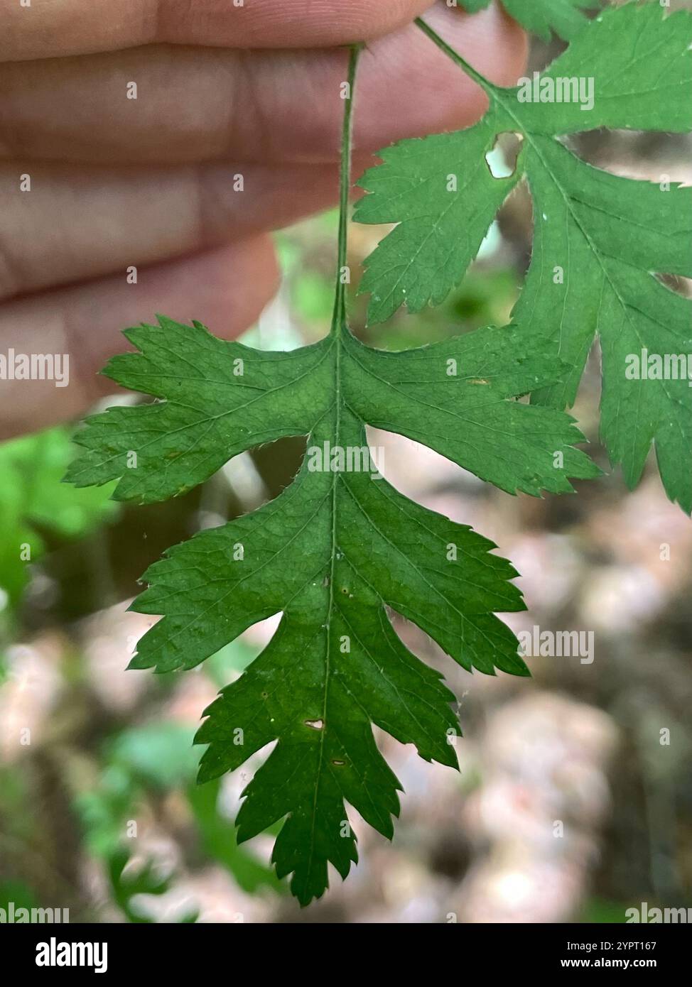 parsley hawthorn (Crataegus marshallii Stock Photo - Alamy