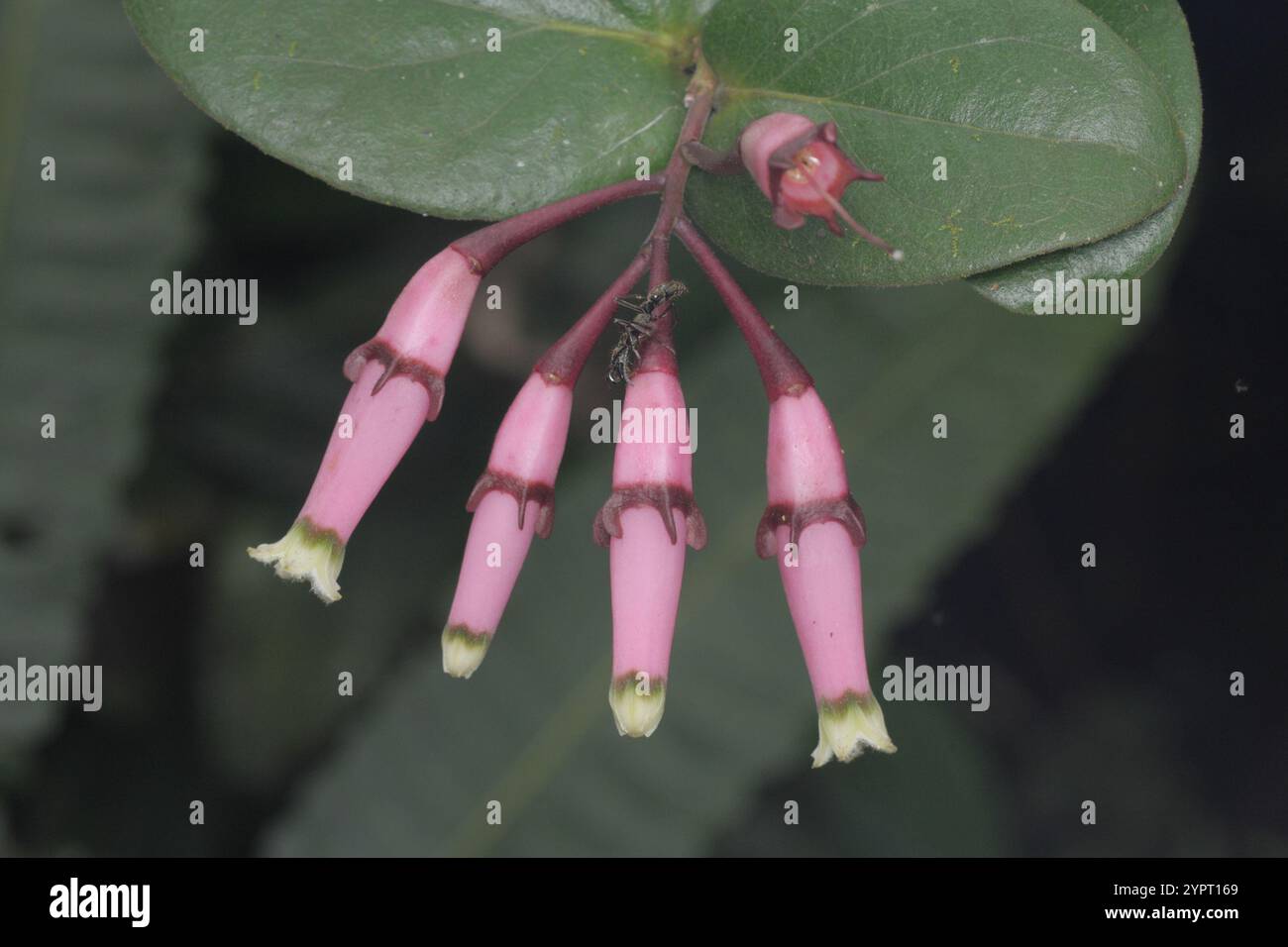 Neotropical Blueberry (Macleania Stock Photo - Alamy