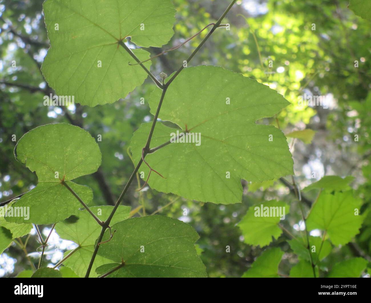 graybark grape (Vitis cinerea Stock Photo - Alamy