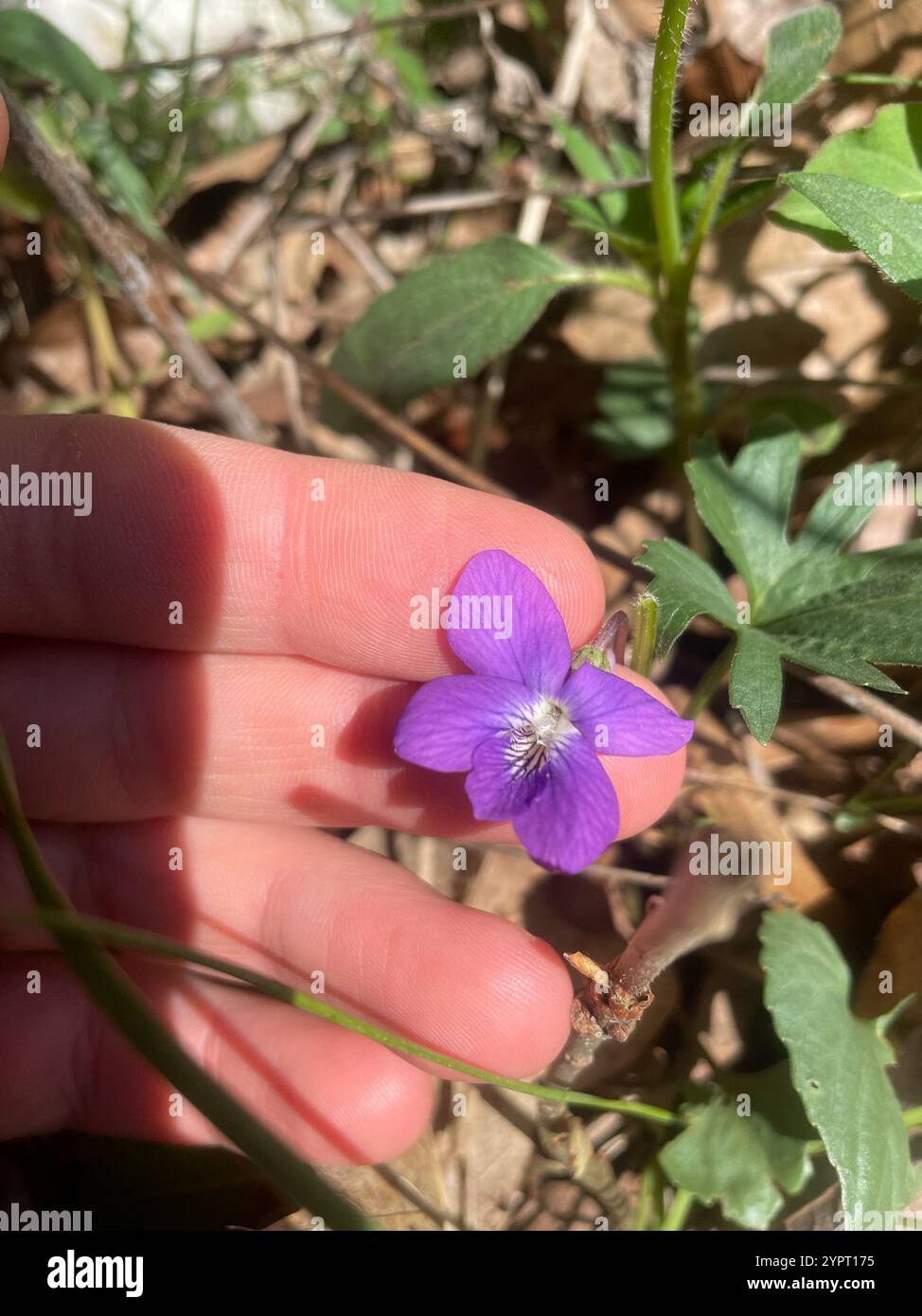 three-lobed violet (Viola palmata Stock Photo - Alamy