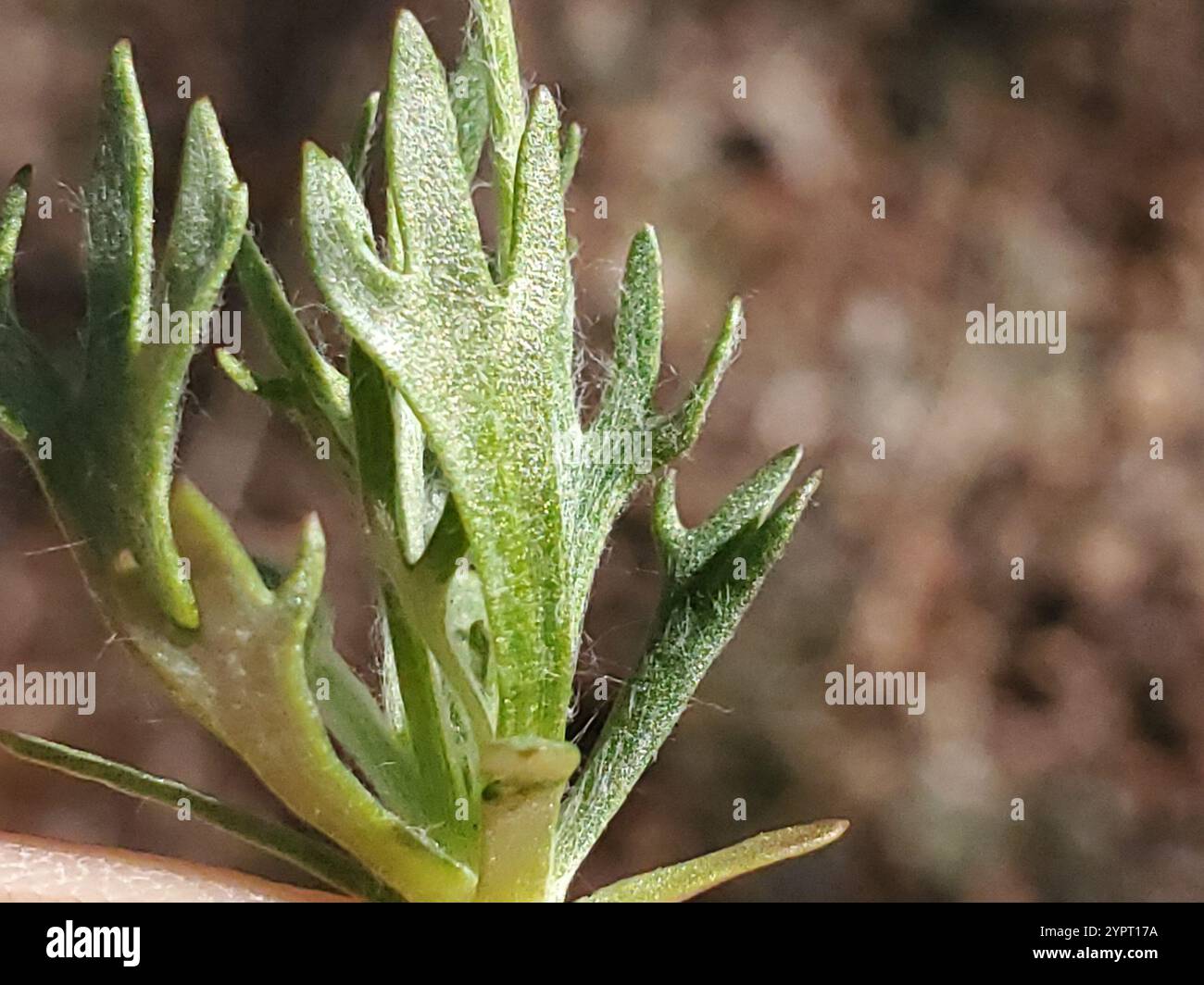Curveseed Butterwort (Ceratocephala testiculata Stock Photo - Alamy