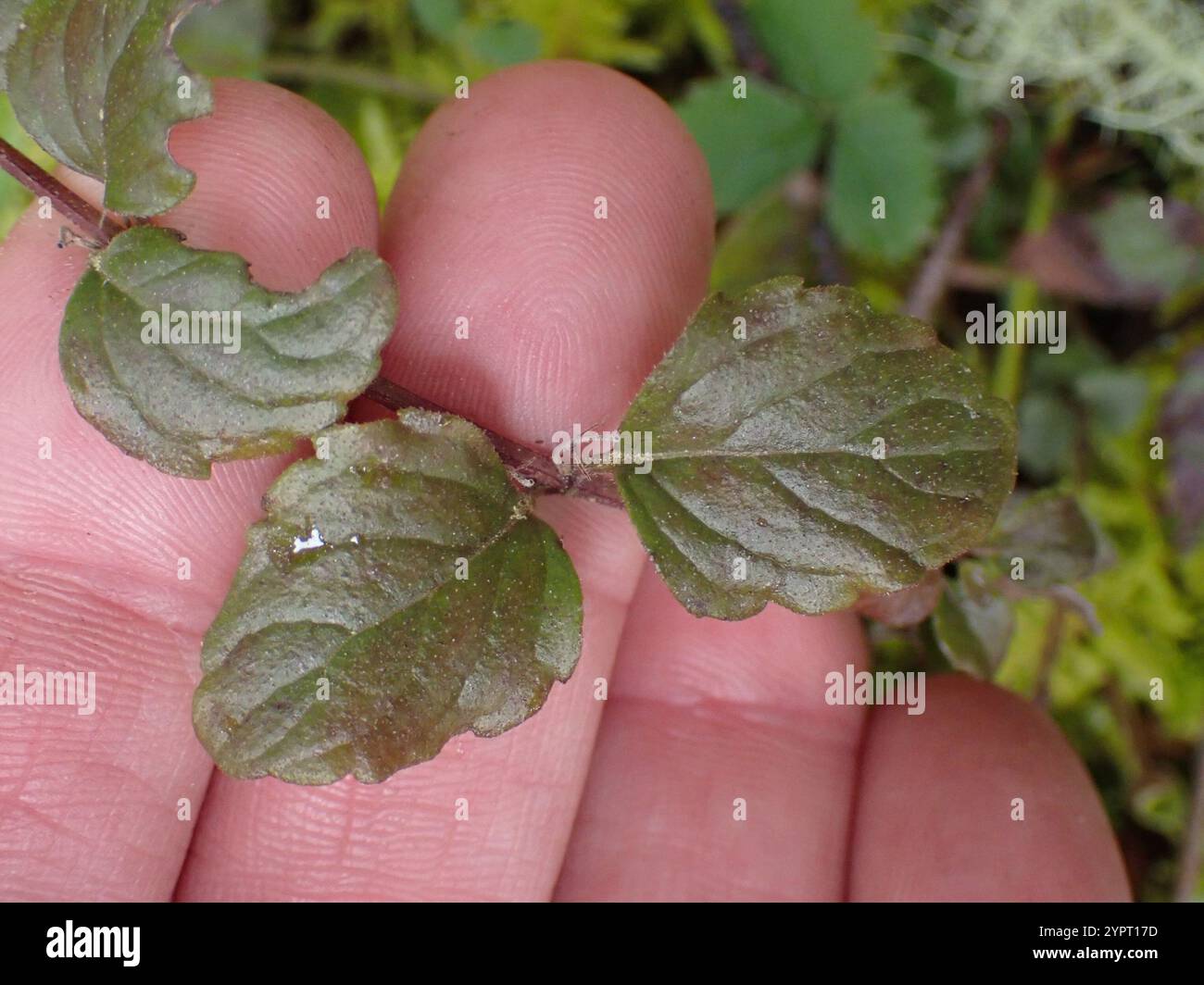 yerba buena (Clinopodium douglasii Stock Photo - Alamy
