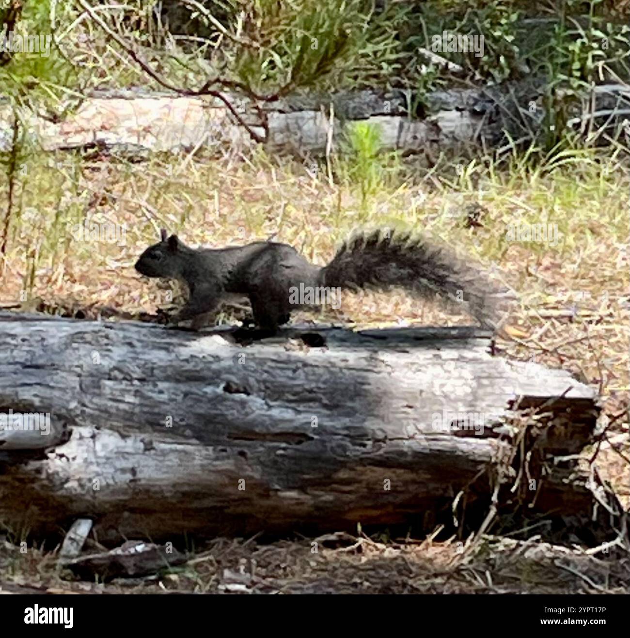 Western Gray Squirrel (Sciurus griseus Stock Photo - Alamy