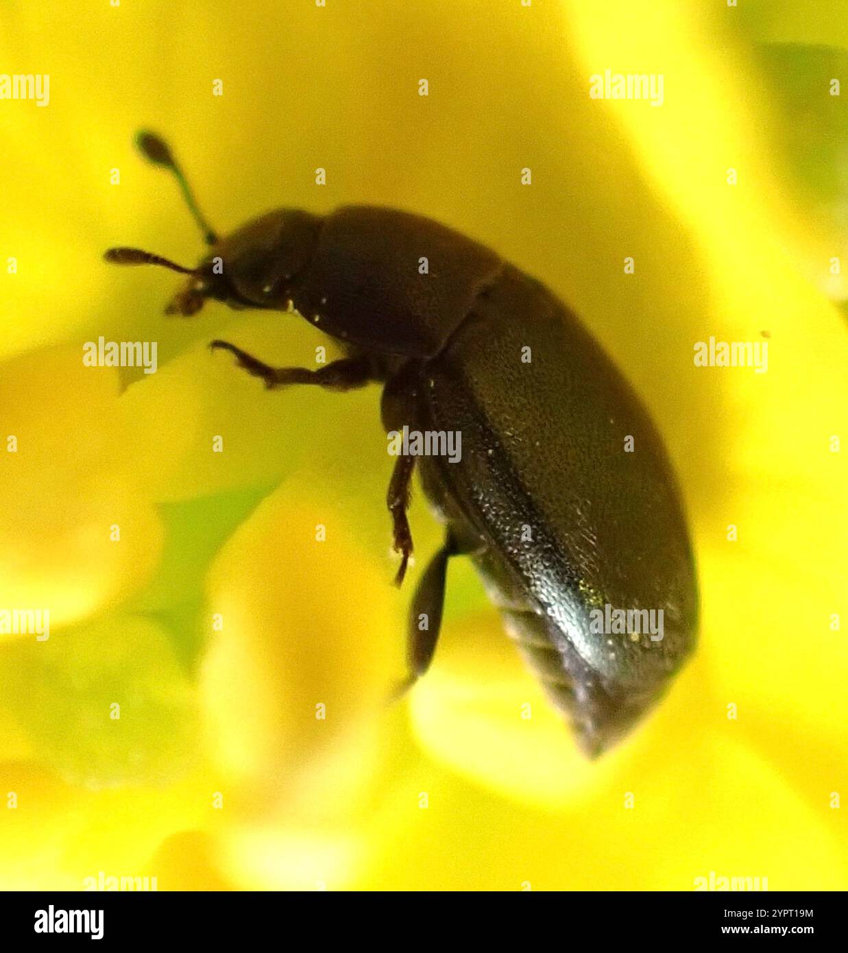 Pollen Beetles (Meligethinae Stock Photo - Alamy