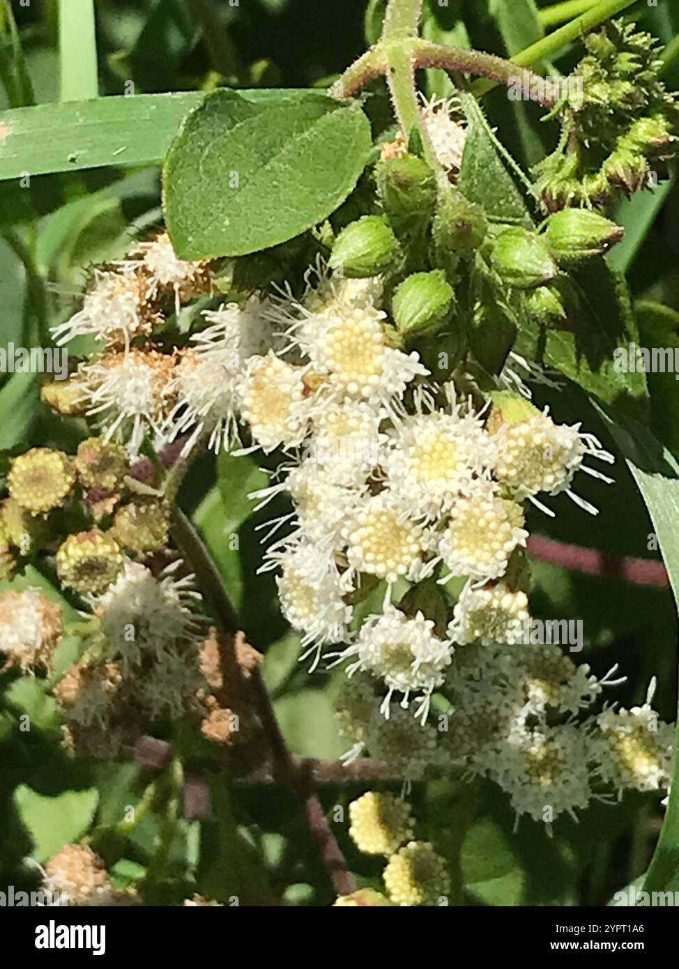 Crofton Weed (Ageratina adenophora Stock Photo - Alamy