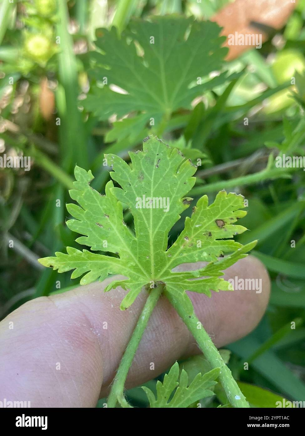 Carolina Bristlemallow (Modiola caroliniana Stock Photo - Alamy