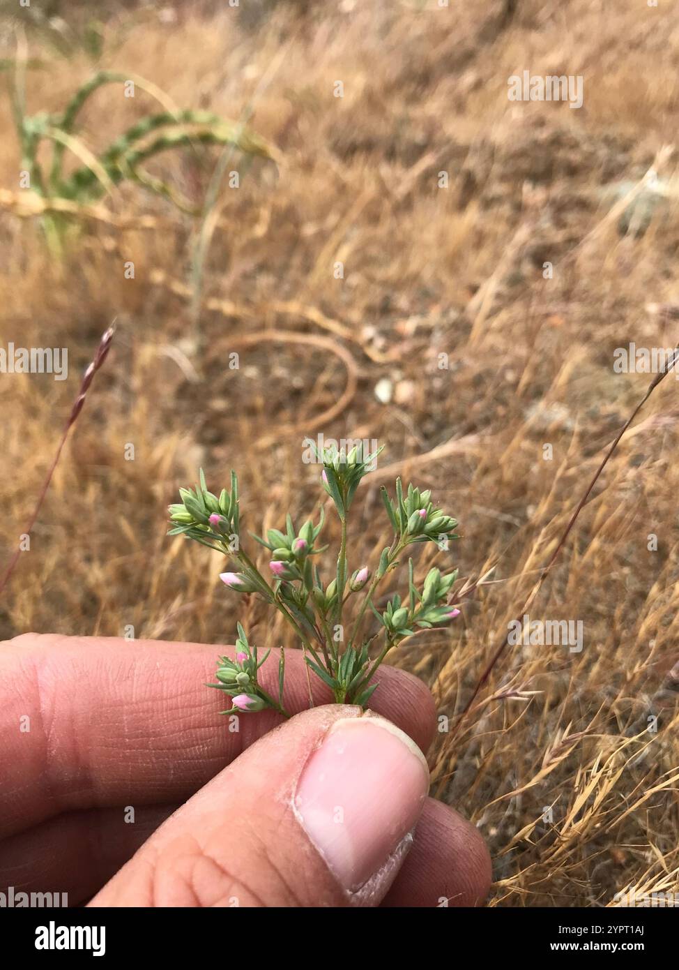 California dwarf flax (Hesperolinon californicum Stock Photo - Alamy