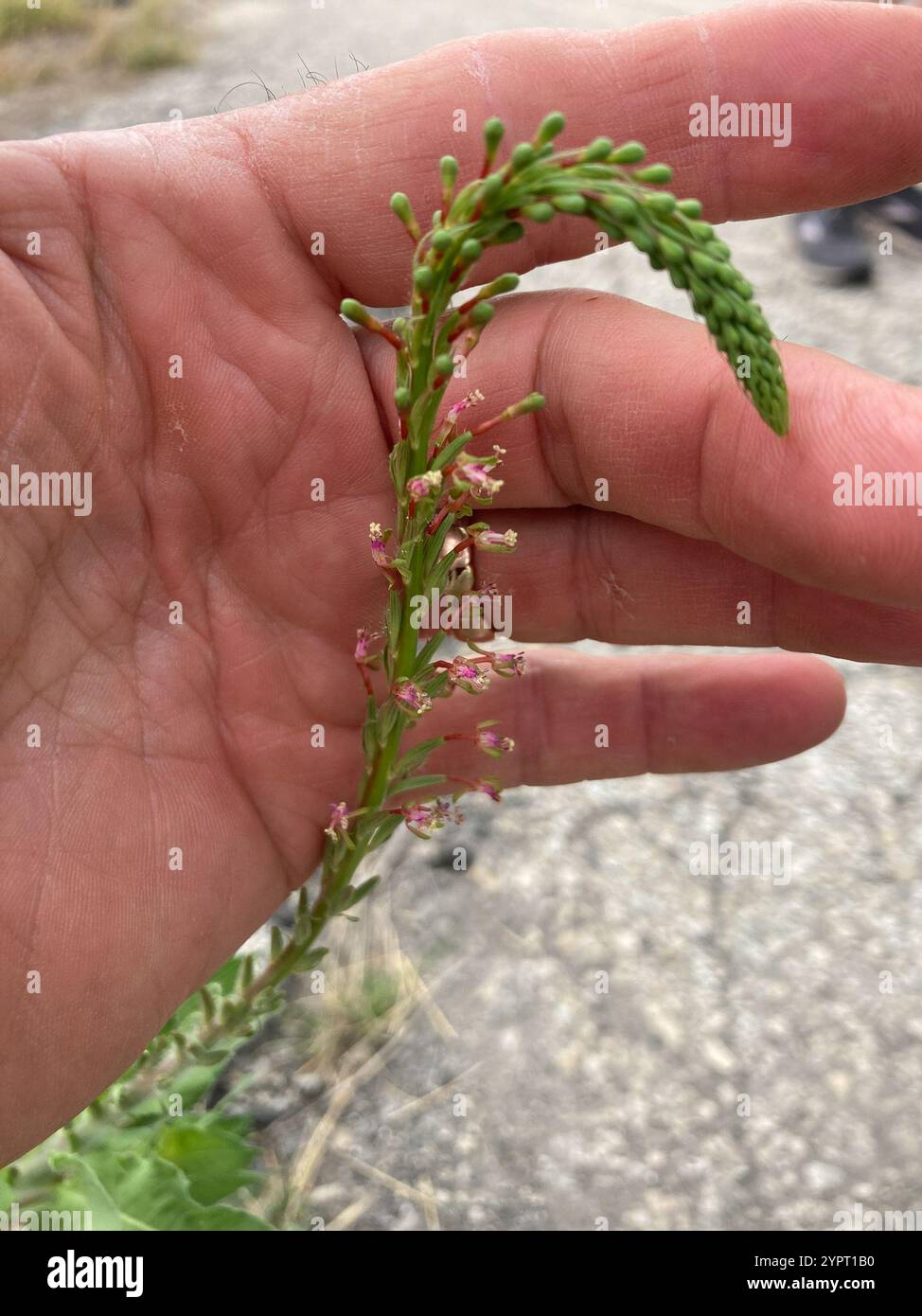 velvetweed (Oenothera curtiflora Stock Photo - Alamy