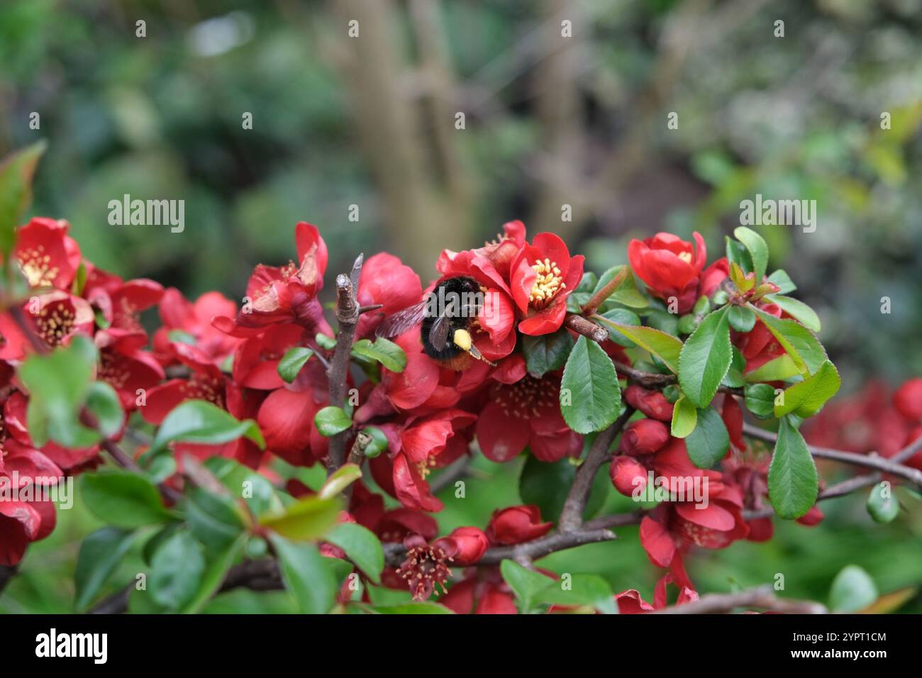 Red-tailed Bumble Bee (Bombus lapidarius Stock Photo - Alamy