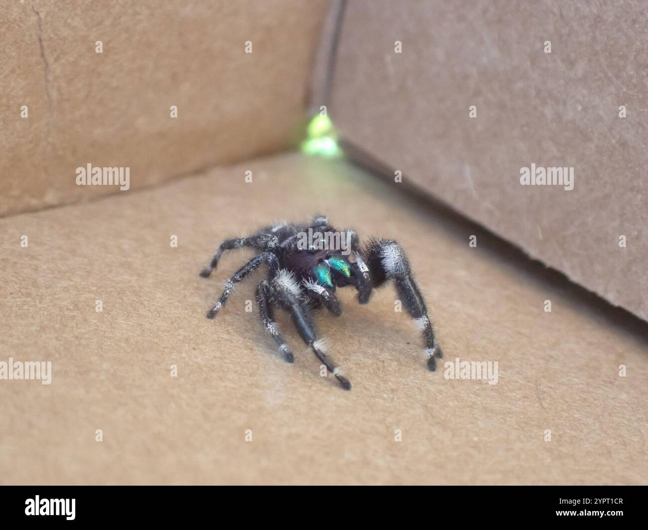 Bold Jumping Spider (Phidippus audax Stock Photo - Alamy